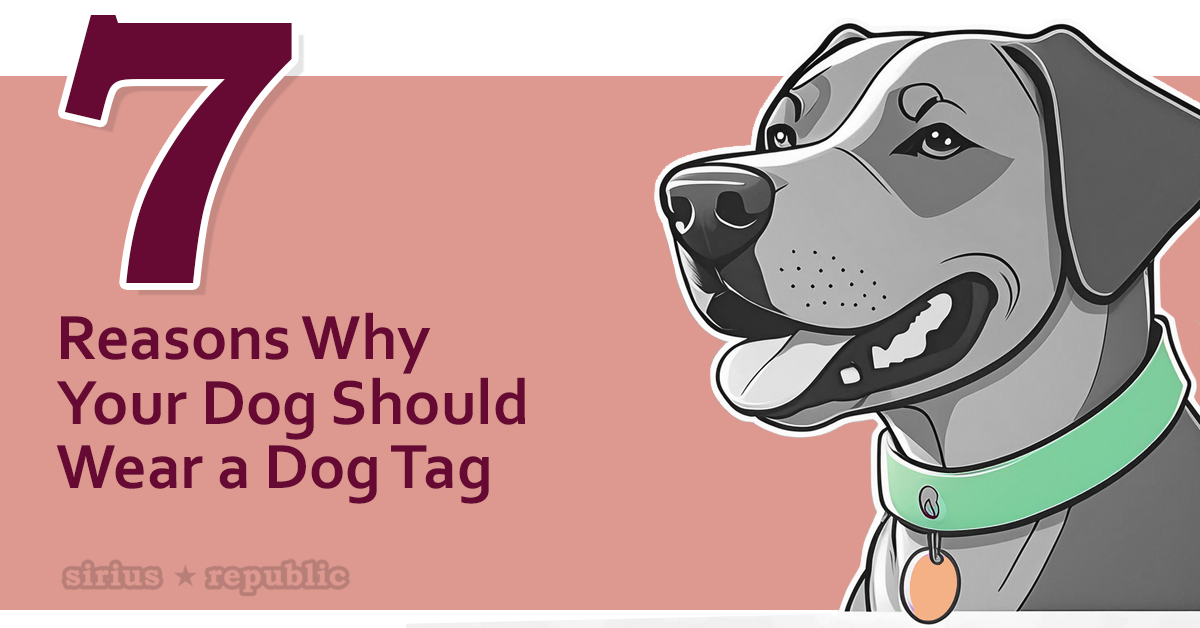 7 Reasons Why Your Dog Should Wear a Dog Tag – Sirius Republic